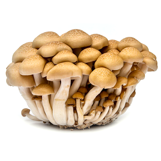 Brown Beech Mushroom (Bunashimeji) - 150 g – Asian Veggies