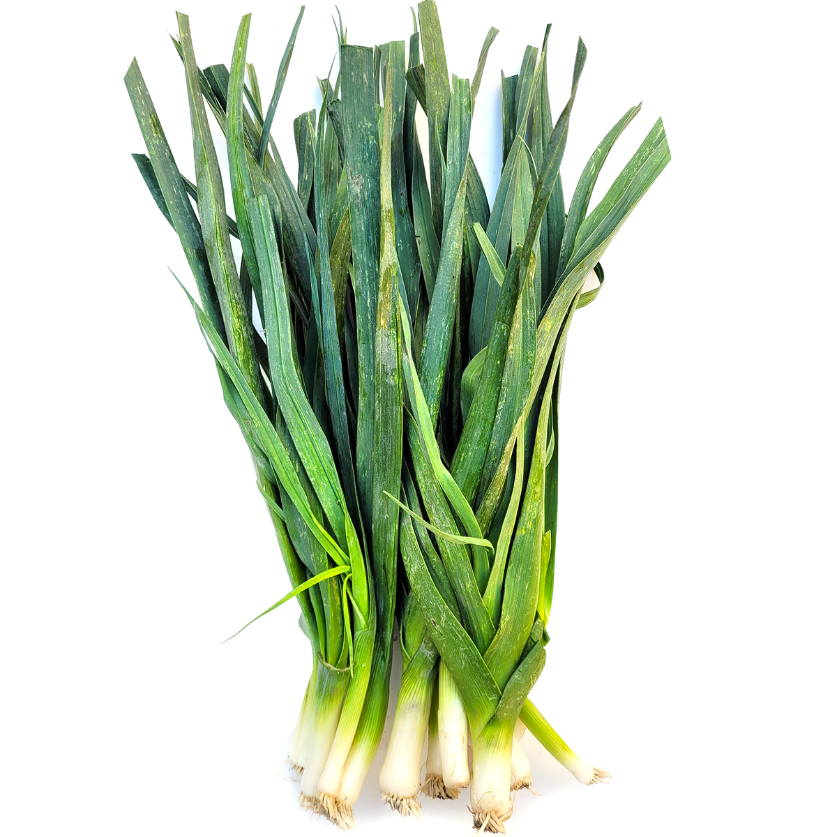 Chinese Leek (Young Spring Garlic) - 1 Lb – Asian Veggies
